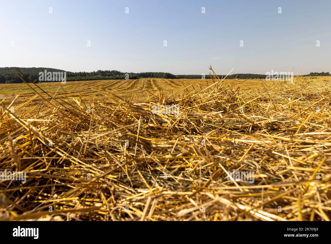 An agricultural field on which wheat straw remains after the grain ...