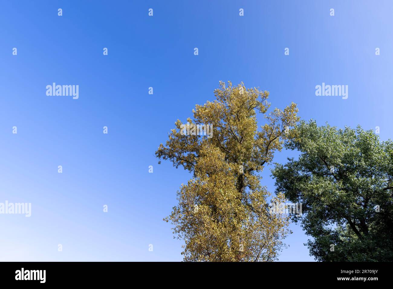 mixed forest with trees of different species in the summer season ...