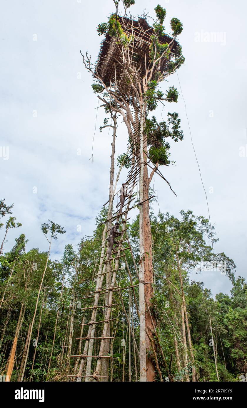 Korowai tree house hi-res stock photography and images - Alamy