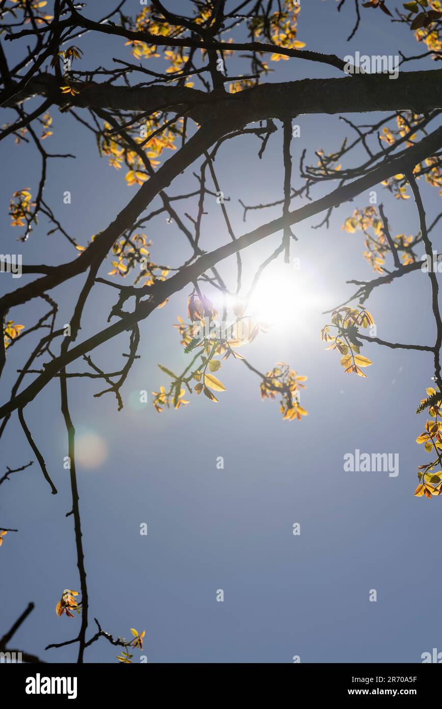 the first foliage on a walnut blooming with long flowers, sunny clear ...