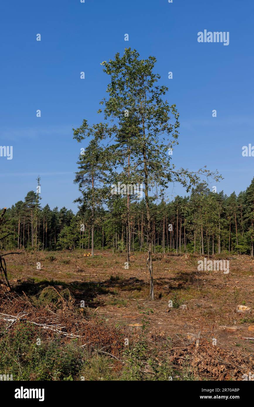 Deforestation for timber harvesting, timber harvesting in the forest ...