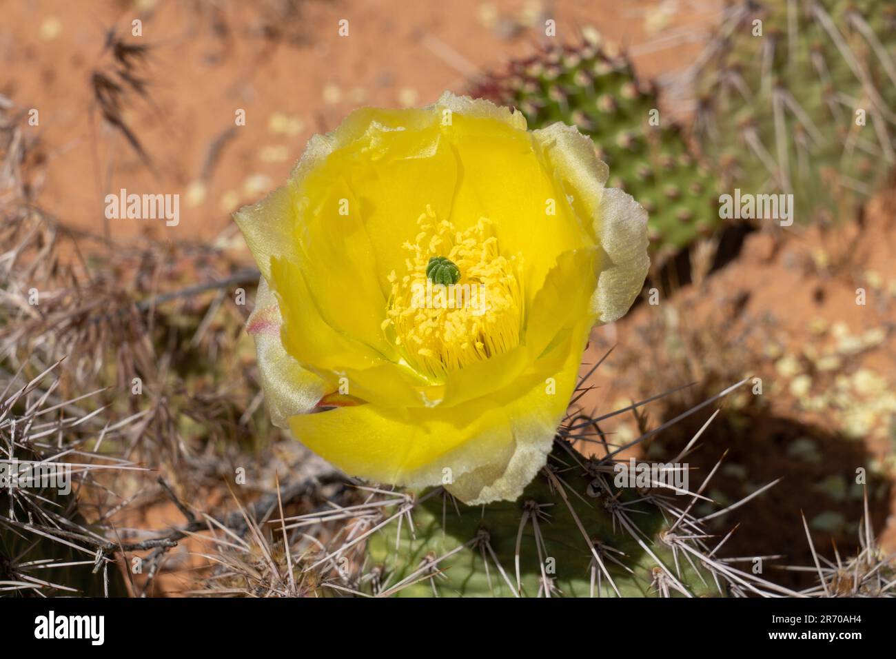 Plains Prickly Pear Cactus, Opuntia polyacantha, in bloom near Moab ...