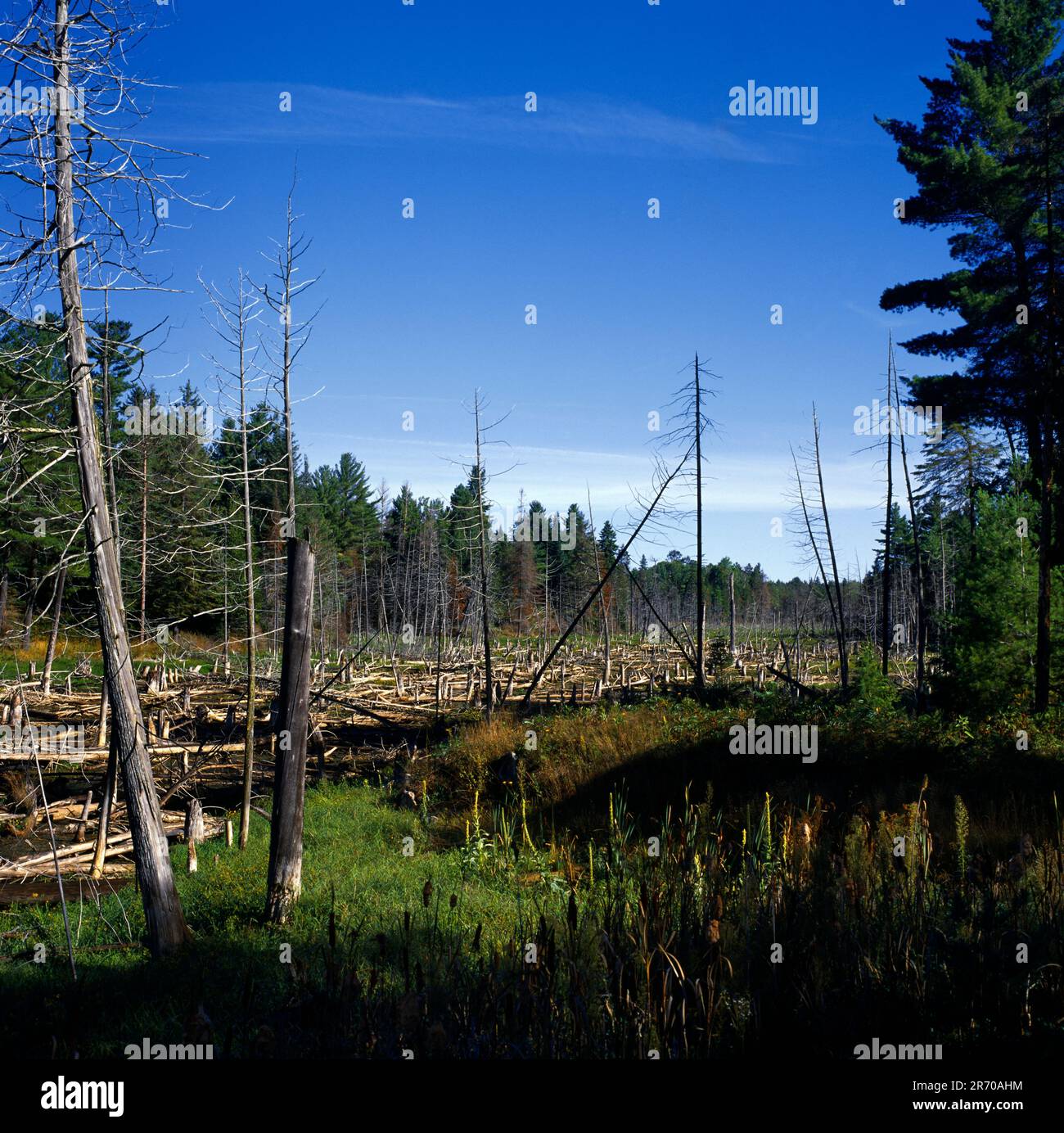 Acid Rain Effects On Plants And Trees