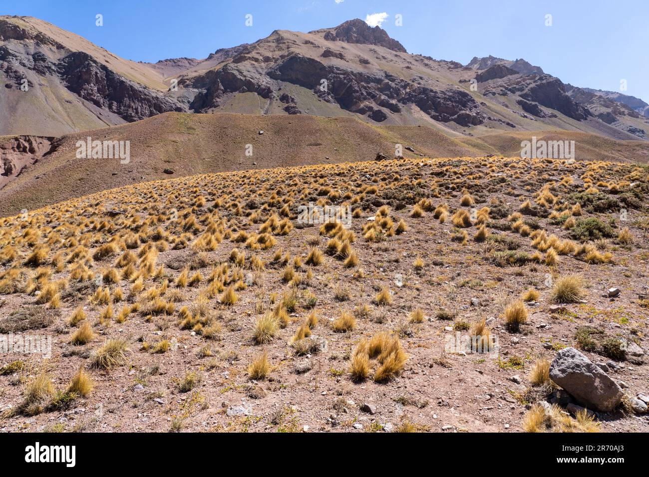 Tussock grass in the Horcones Valley in Aconcagua Provincial Park ...