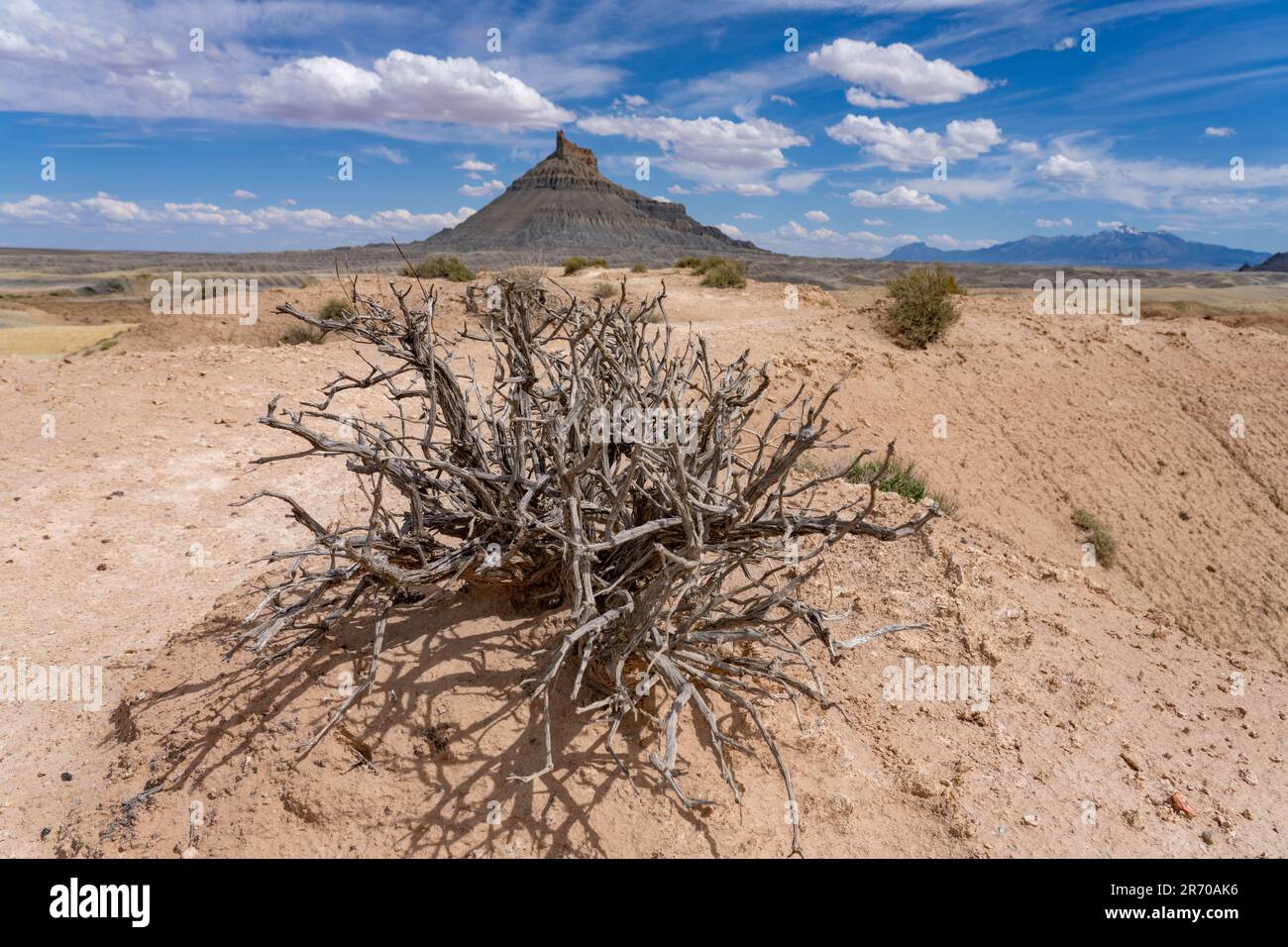 The dead wood skeleton of a Blackbrush plant, Coleogyne ramosissima ...