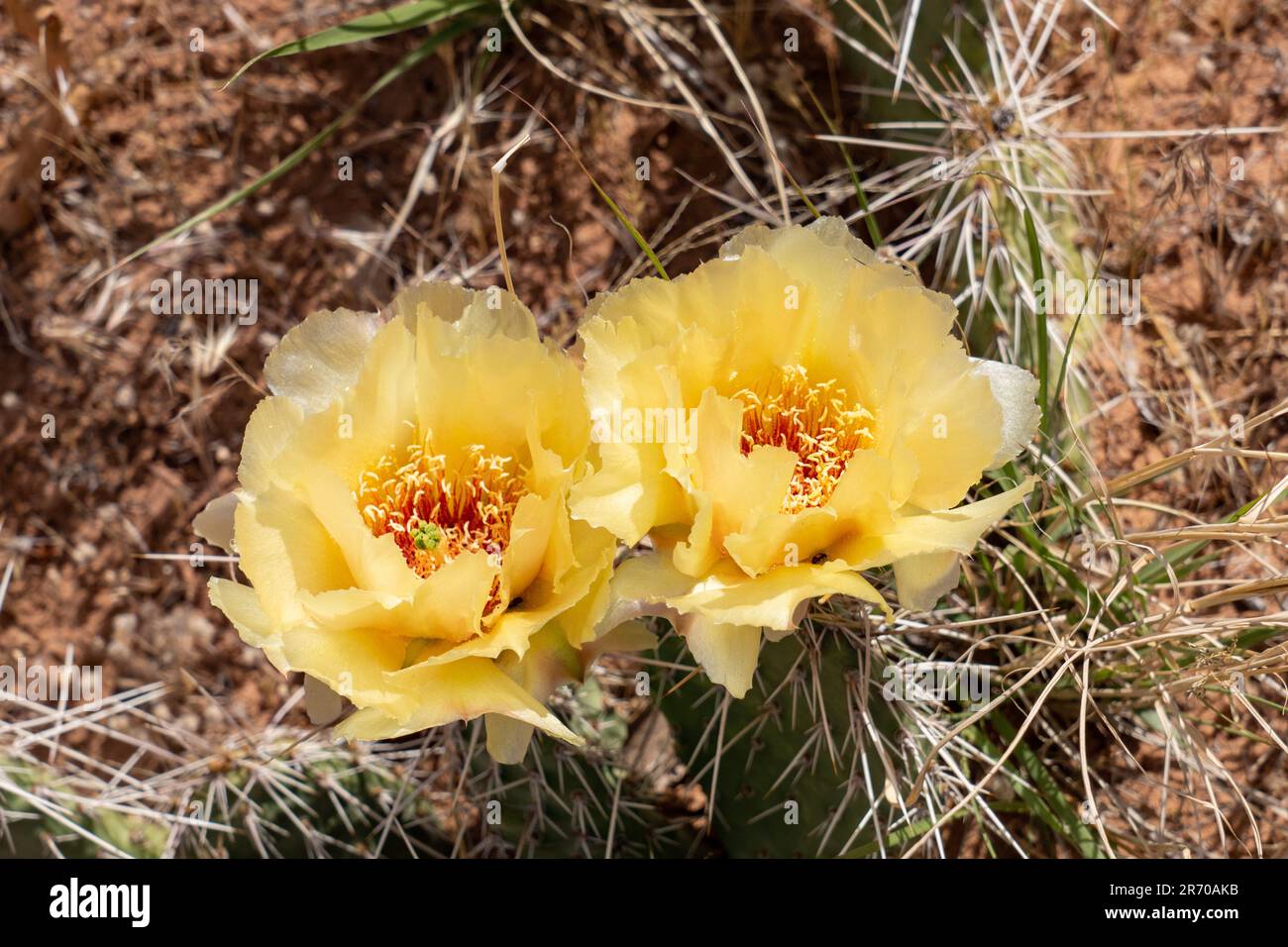 Plains Prickly Pear Cactus, Opuntia polyacantha, in bloom near Moab ...