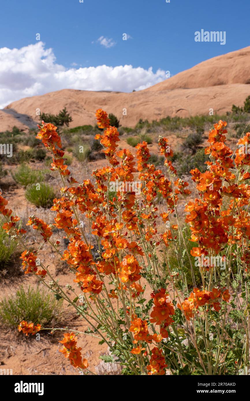 Small-leaf Globemallow, Sphaeralcea parvifolia, in bloom in spring near ...