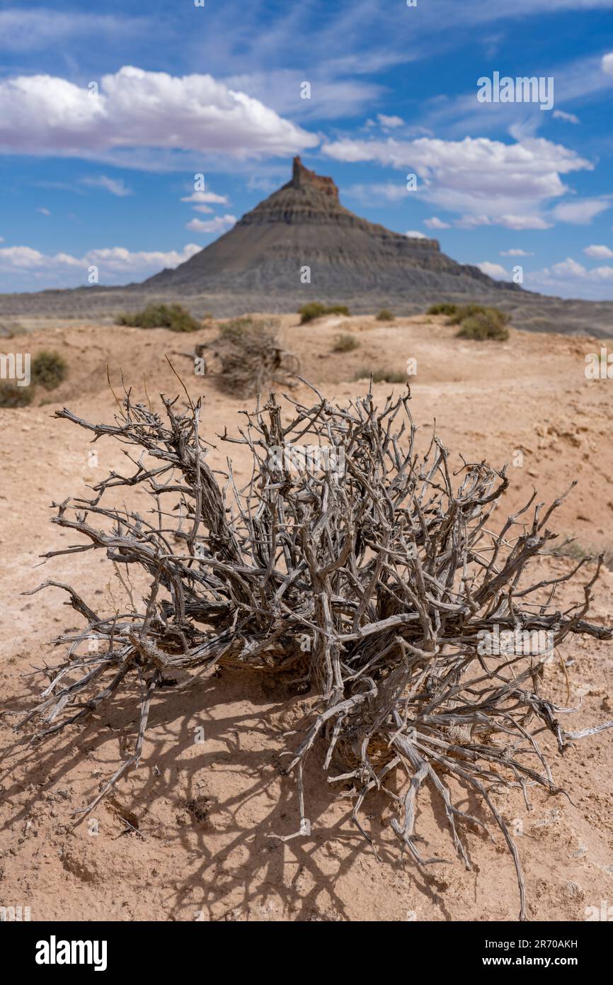 The dead wood skeleton of a Blackbrush plant, Coleogyne ramosissima ...
