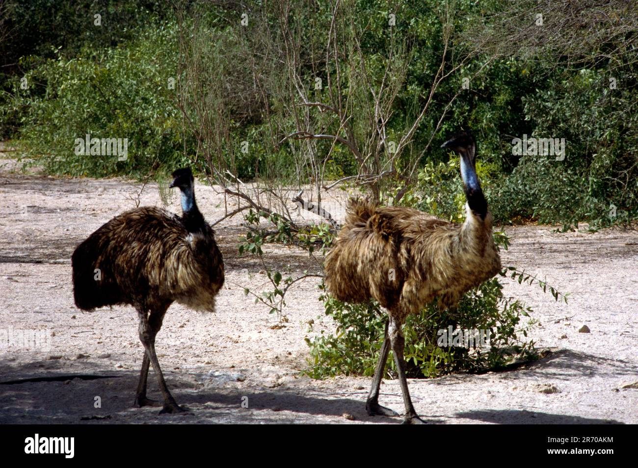 Abu Dhabi UAE Sir Bani Yas Island Arabian Ostrich Nature Reserve Stock ...