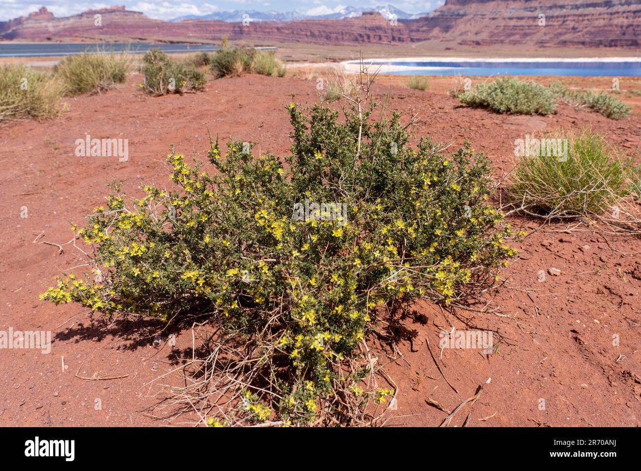 Blackbrush, Coleogyne ramosissima, in bloom in spring near Moab, Utah ...