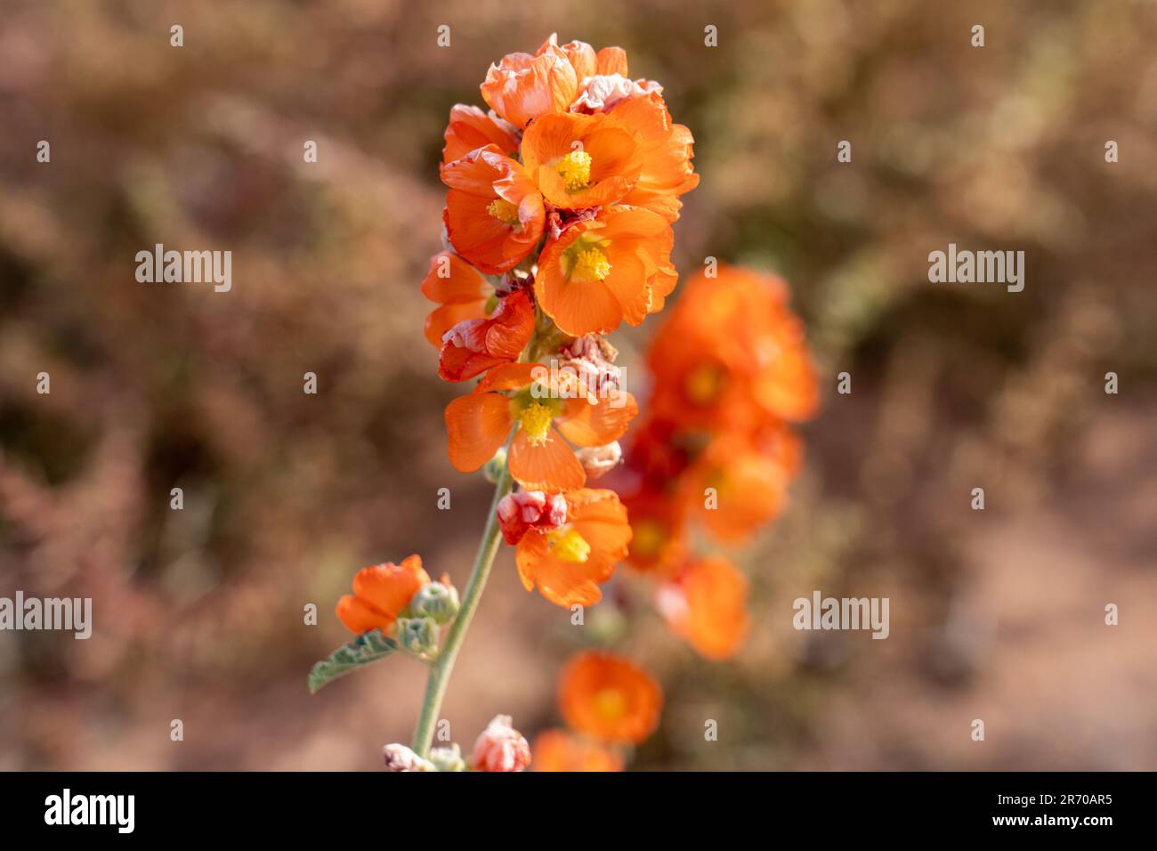 Small-leaf Globemallow, Sphaeralcea parvifolia, in bloom in fall near ...