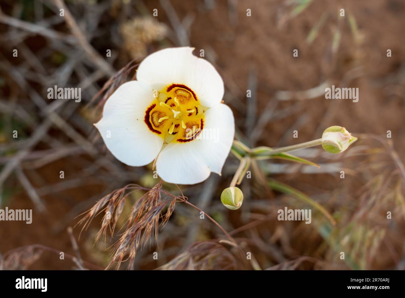 Sego lily flower utah america hi-res stock photography and images - Alamy