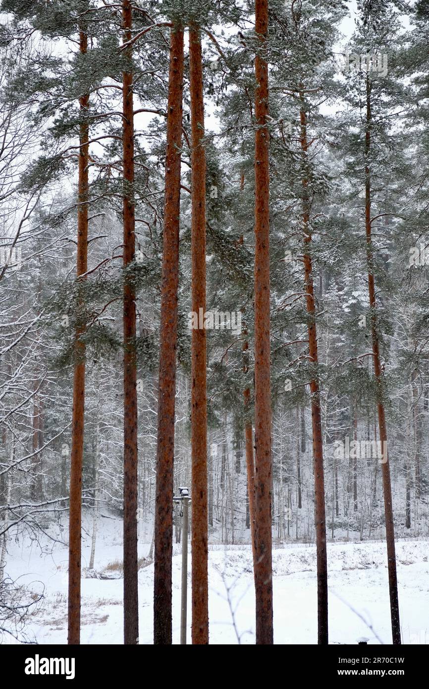 The group of the beautiful bright young thin pine trees in the contrast ...