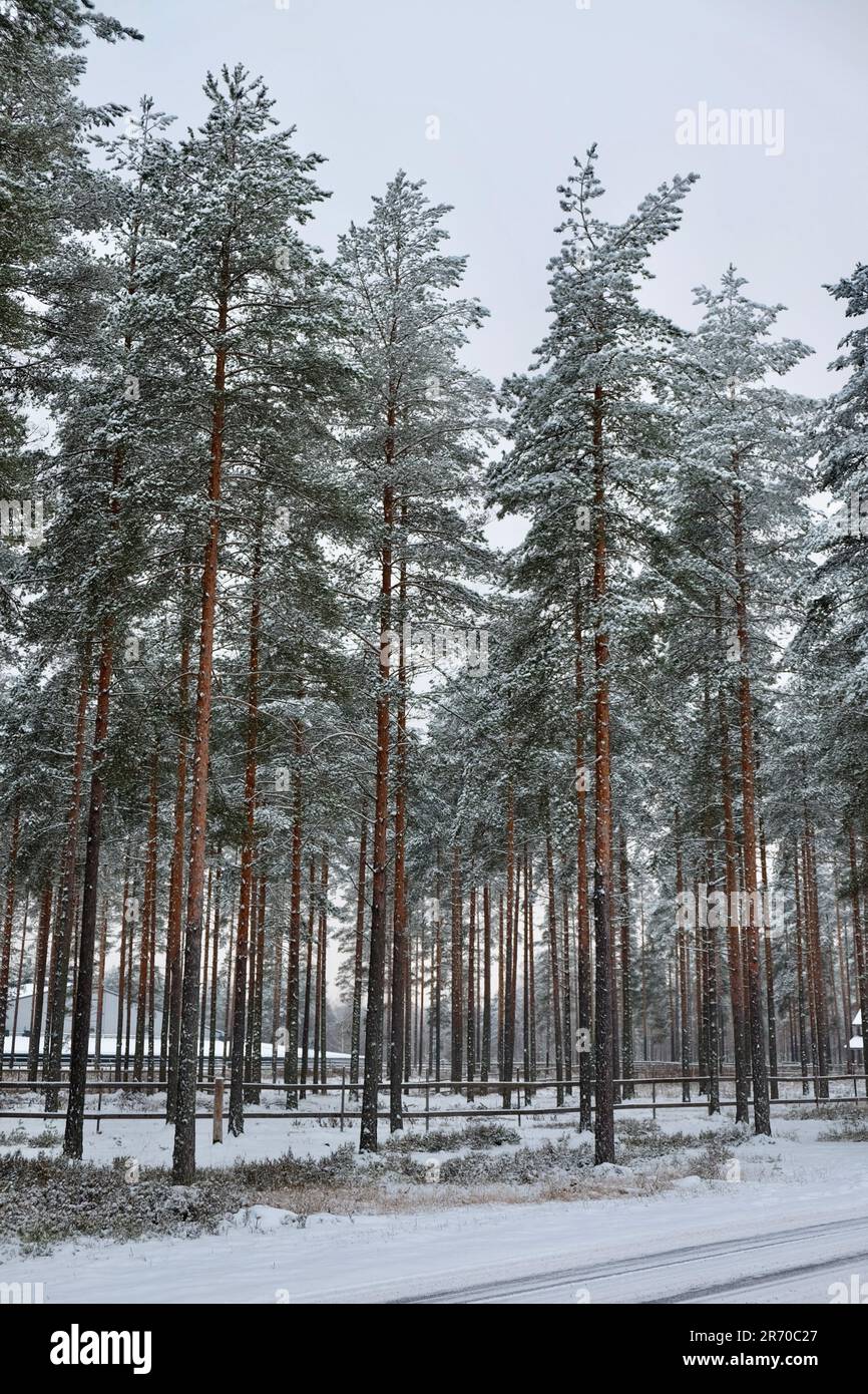 The coniferous forest with the group of the young thin orange pine tree ...