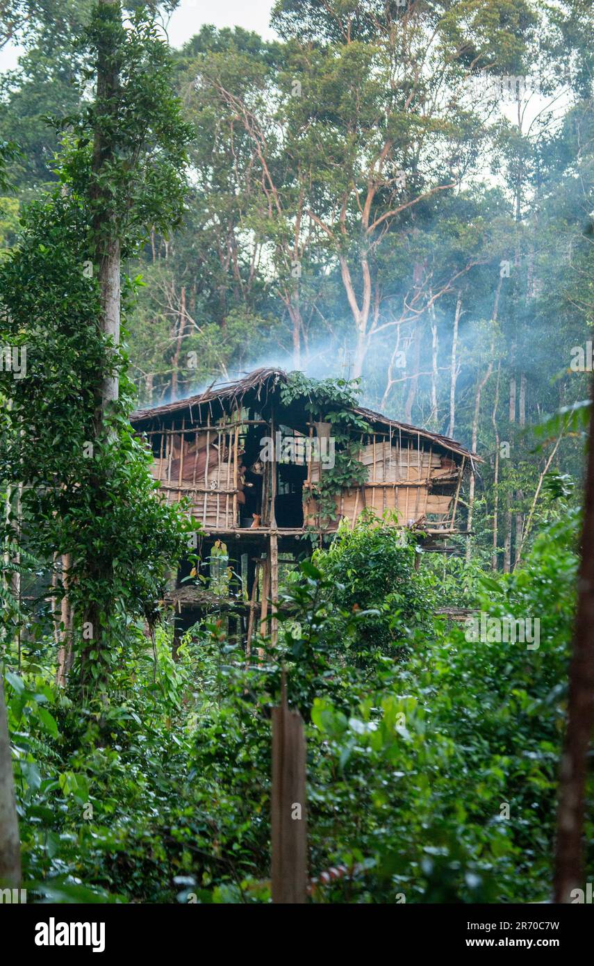 Korowai tree house hi-res stock photography and images - Alamy