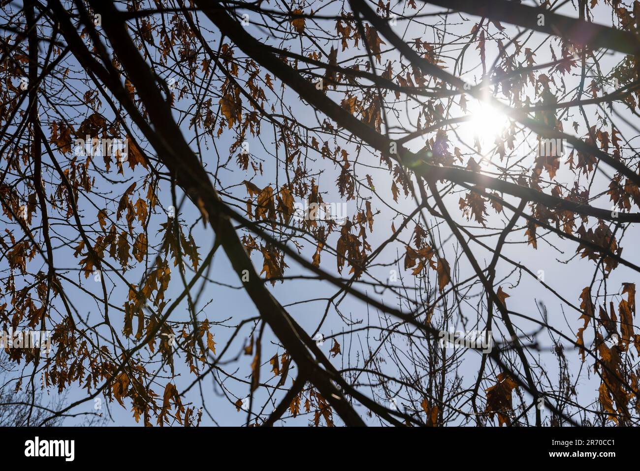the old dry oak foliage hanging on the branches, fallen from autumn and ...