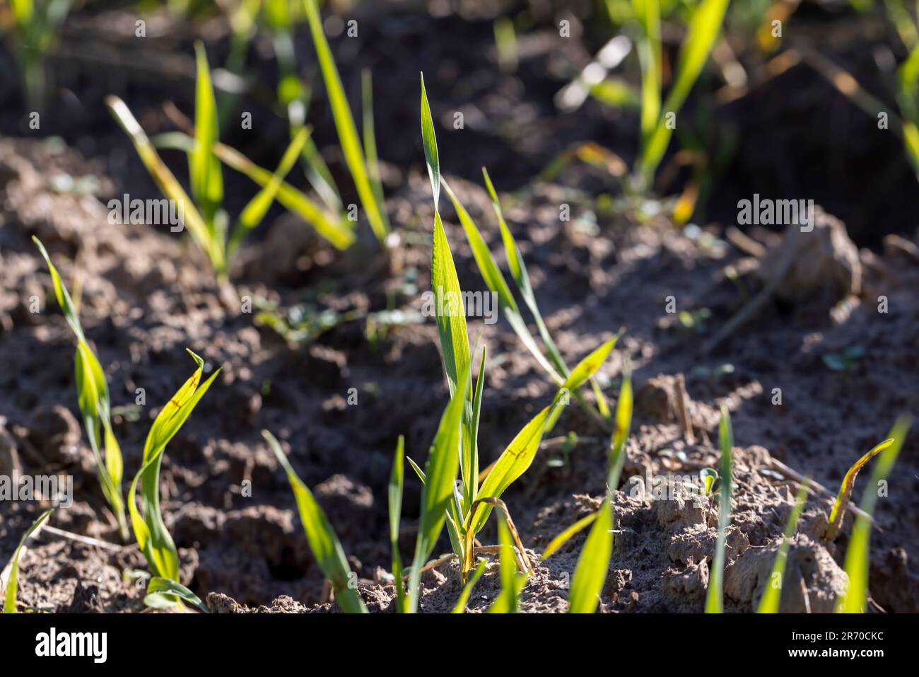Green grass with a lot of damage and defects, grass in the autumn ...