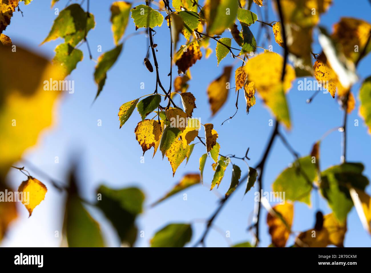 Birch forest with tall birch trees with yellow and green foliage, sunny ...