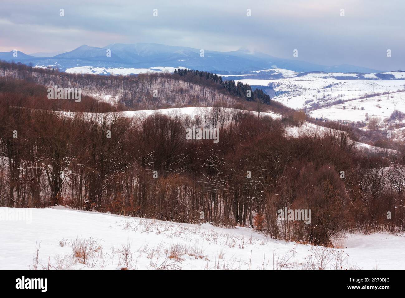 forested hills of carpathian countryside in winter. trees on snow ...