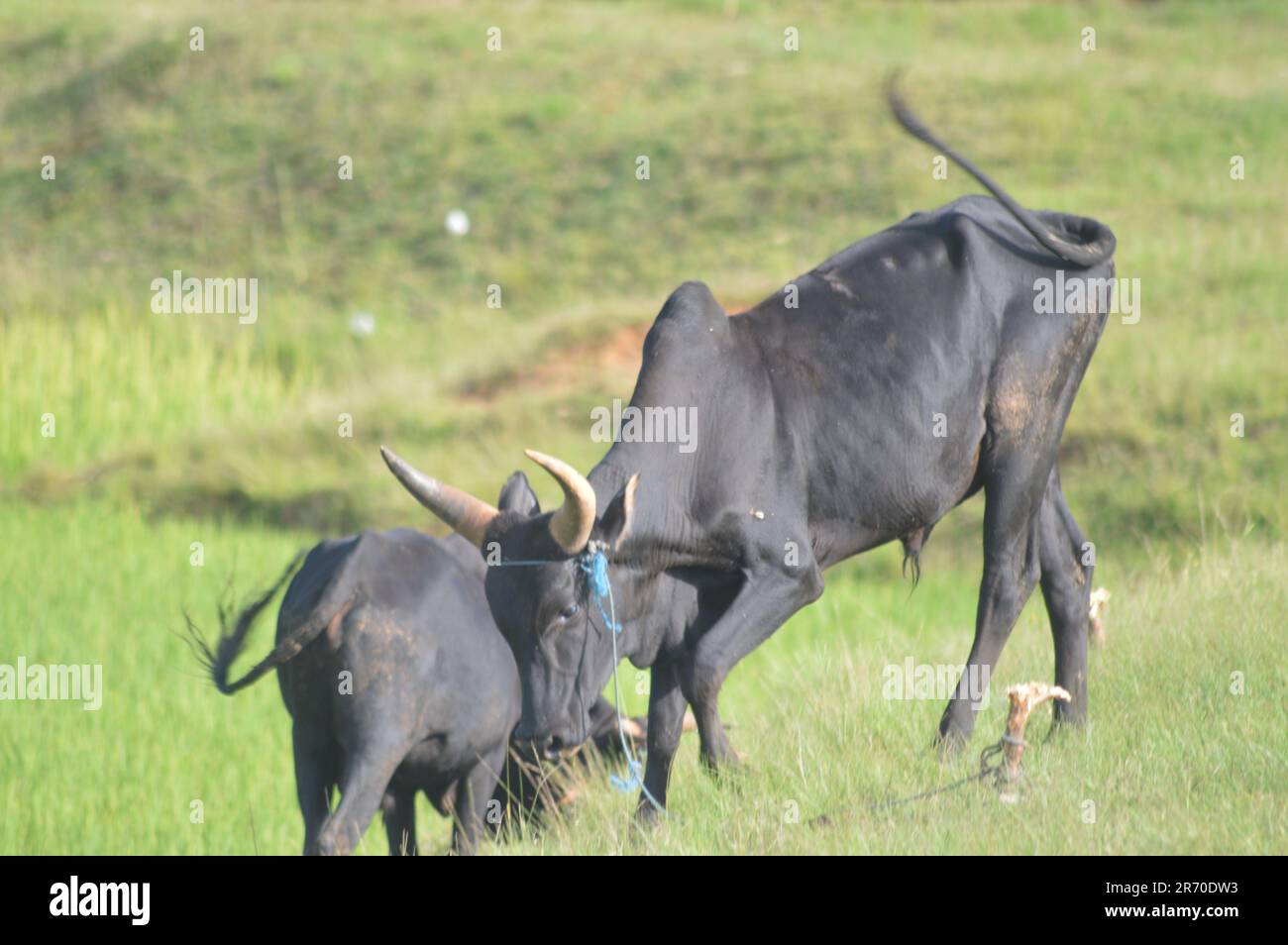 Wander cow hi-res stock photography and images - Alamy