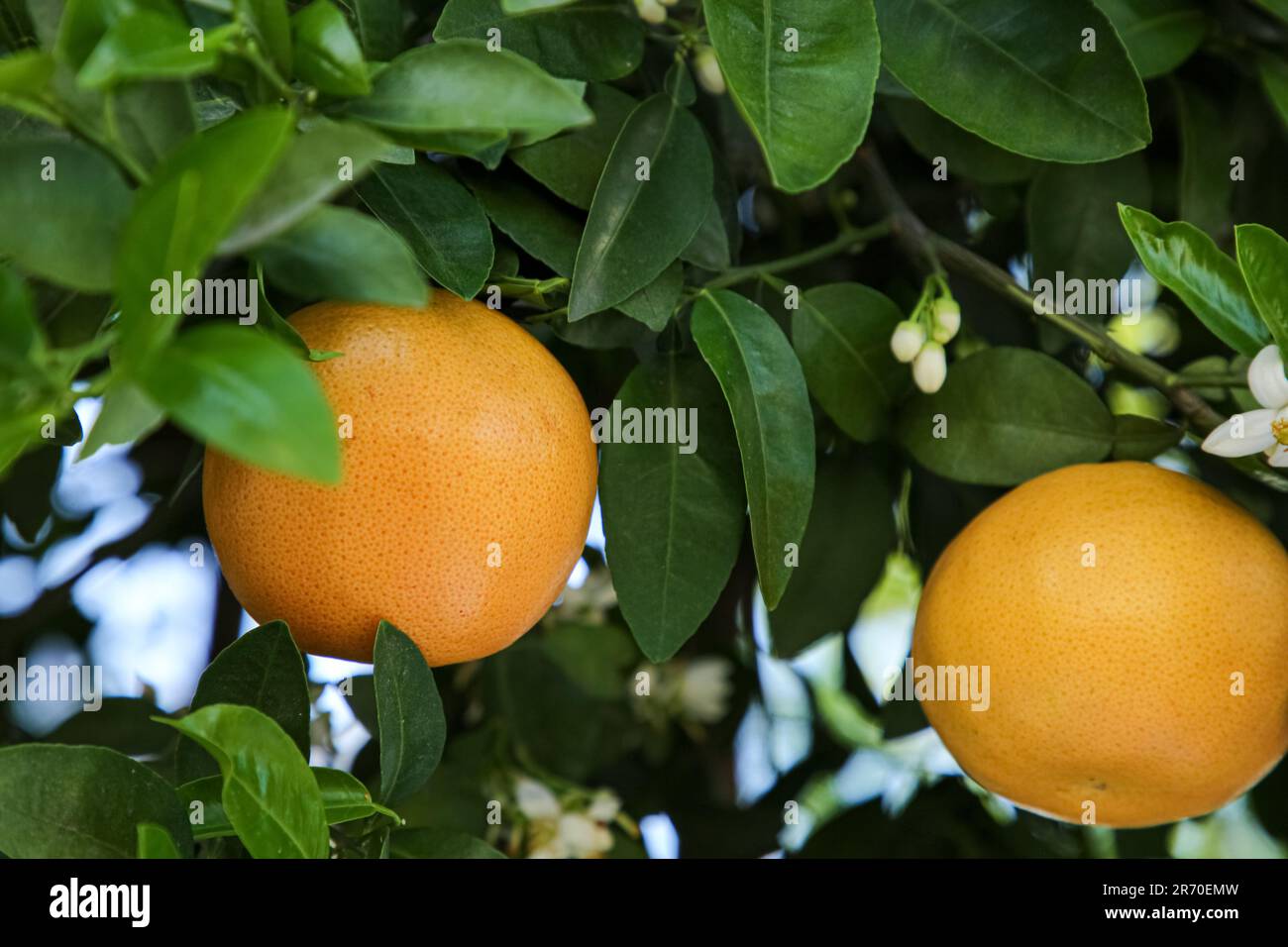 Grapefruits growing grapefruit tree hi-res stock photography and images ...
