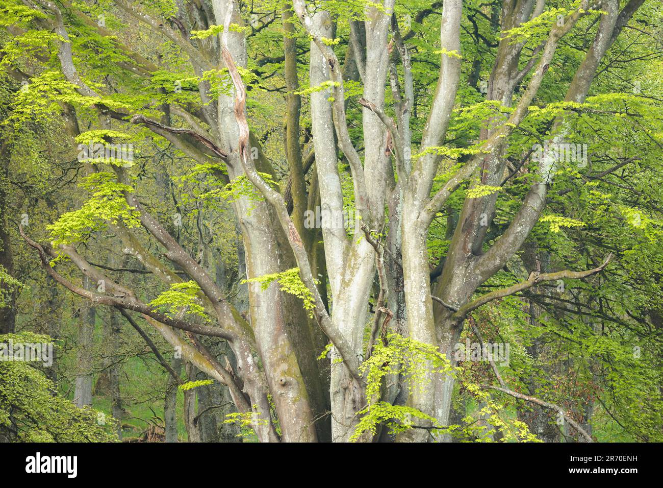Expansive trunks and branches and green leaves of an ancient British ...
