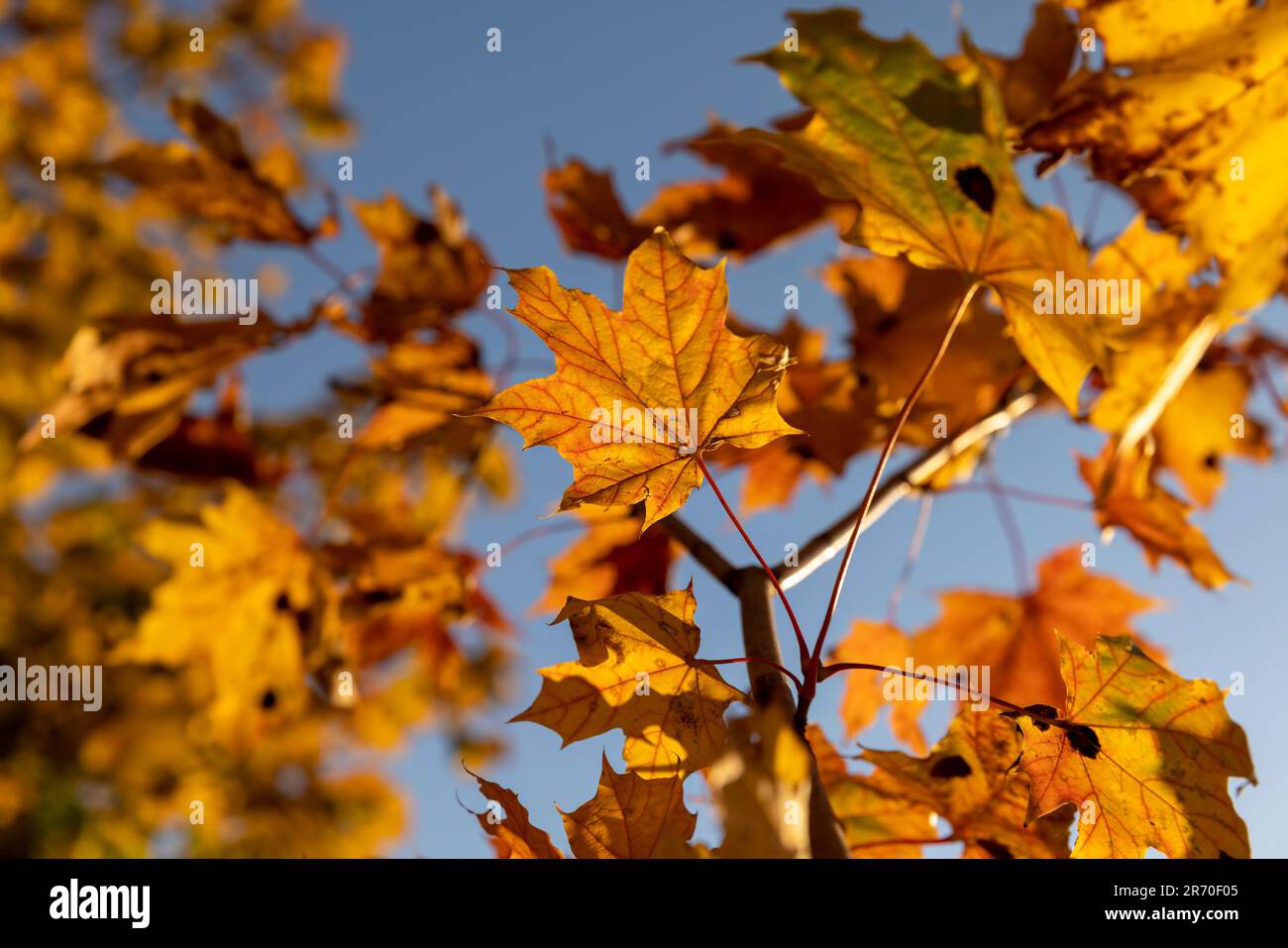 Yellowing maple foliage in the autumn season, maple foliage in the ...