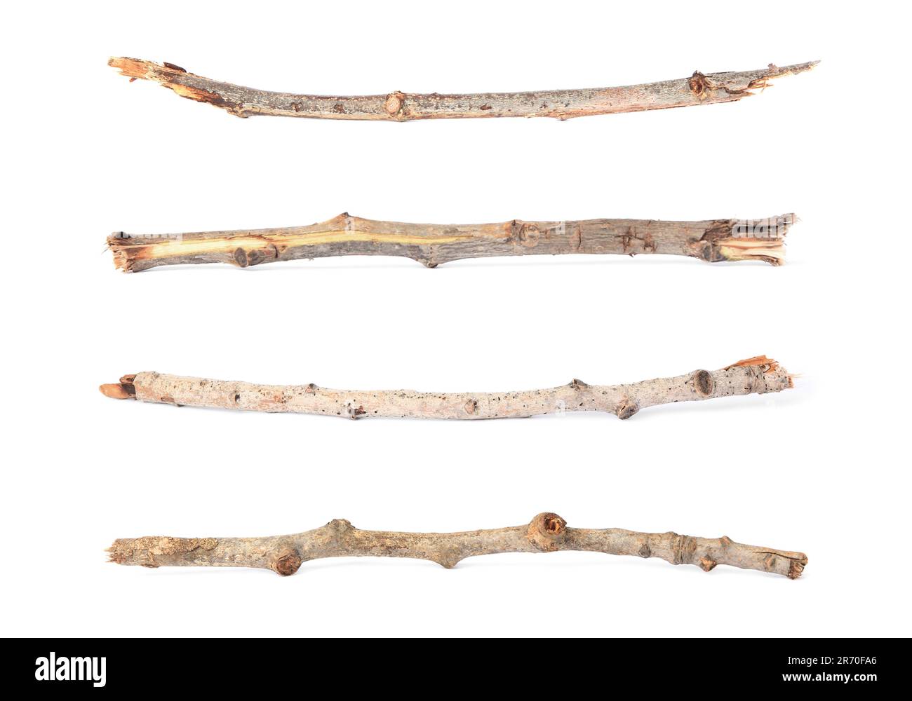 Collage with dry tree twigs on white background Stock Photo - Alamy