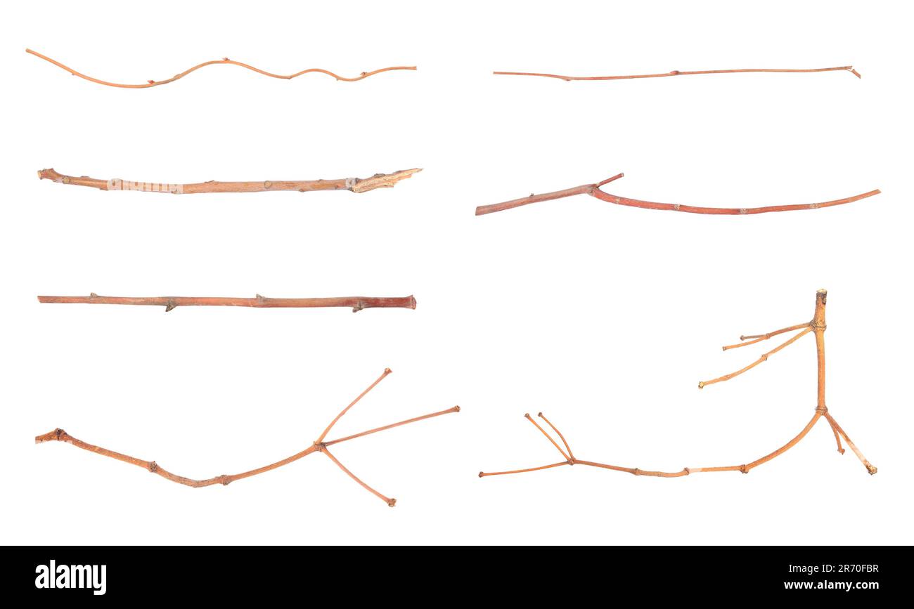 Collage with dry tree twigs on white background Stock Photo - Alamy
