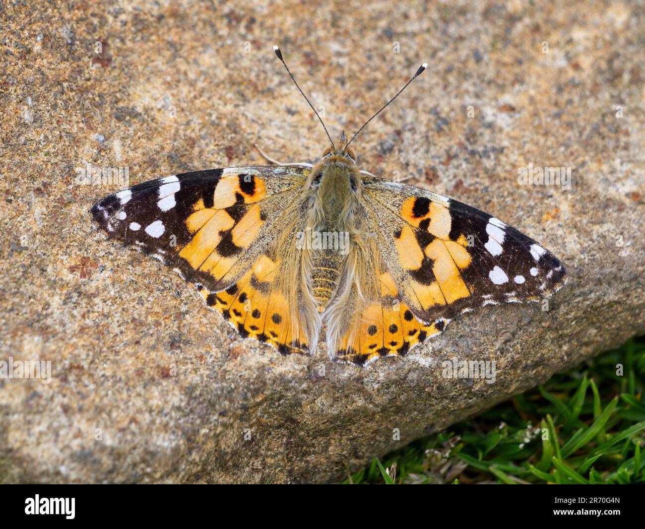 Butterfly painted lady hi-res stock photography and images - Alamy