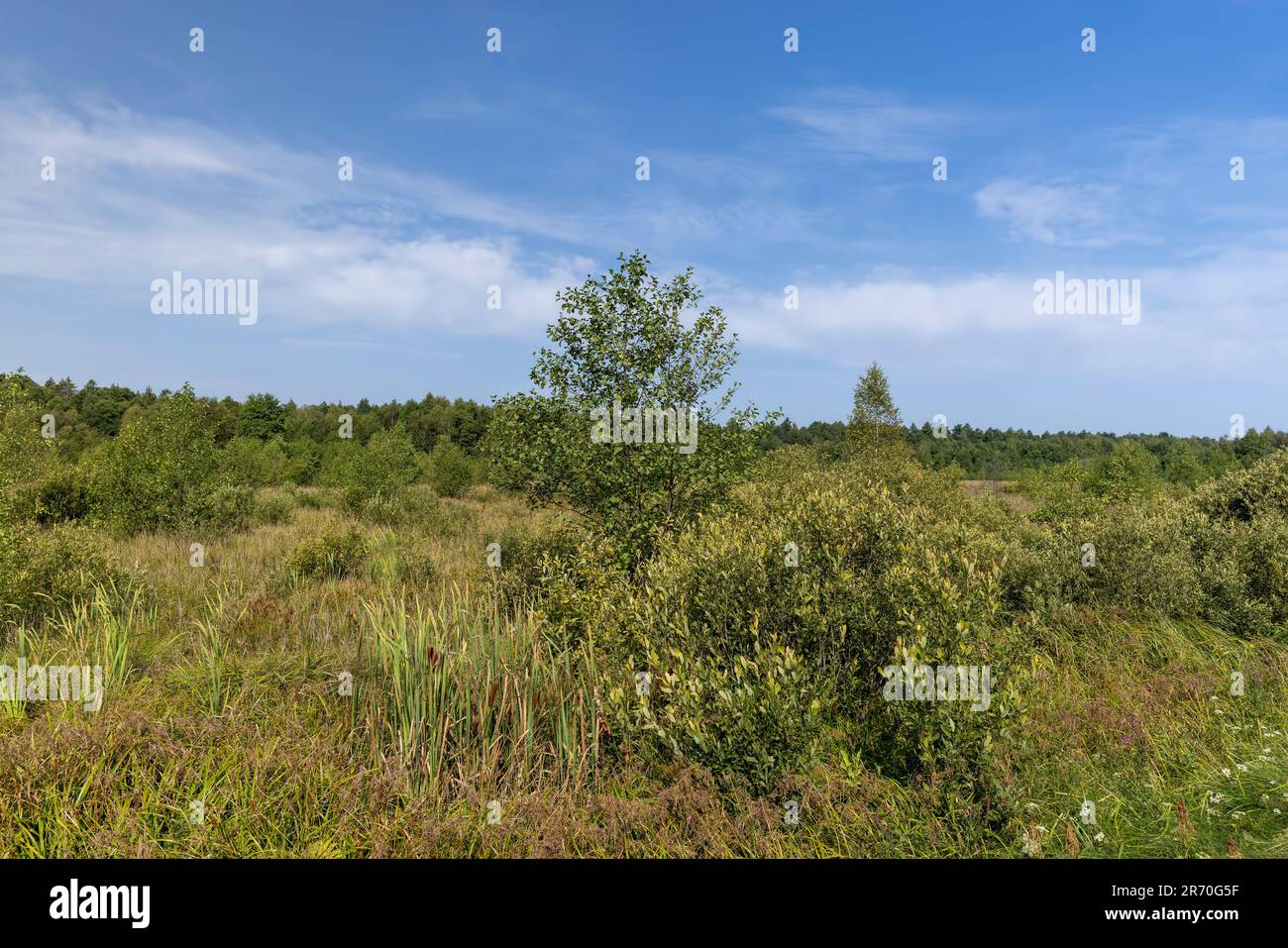 Swampy terrain with plants in summer, features of swamps with different ...