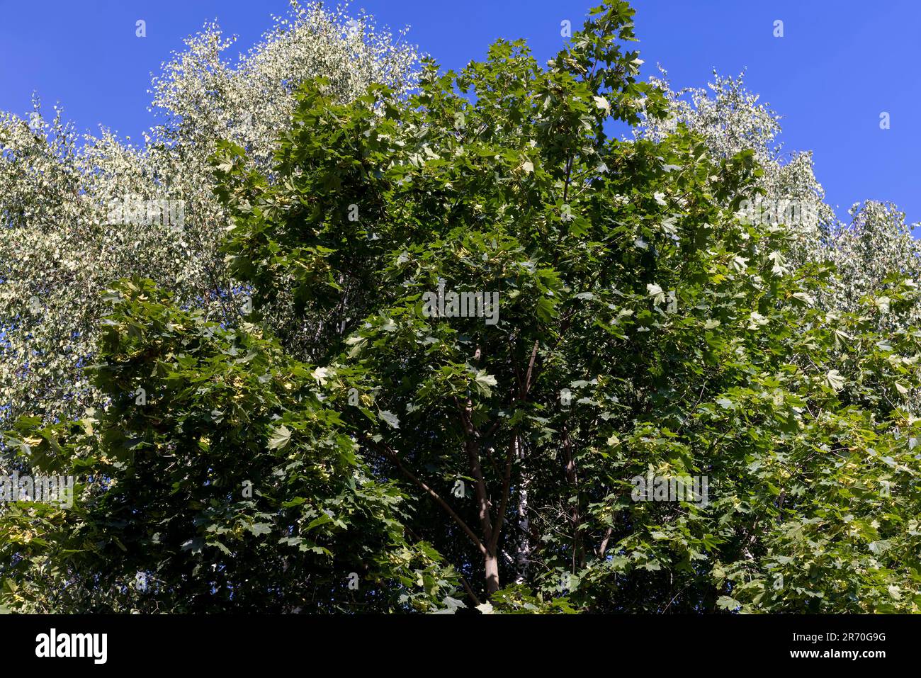 Deciduous trees with green foliage in summer, old trees with foliage in ...