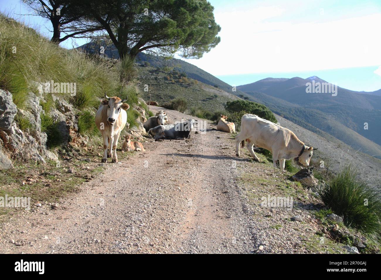 Domestic cows on a mountain hiking trail in Aurunci Mountains, Italy ...