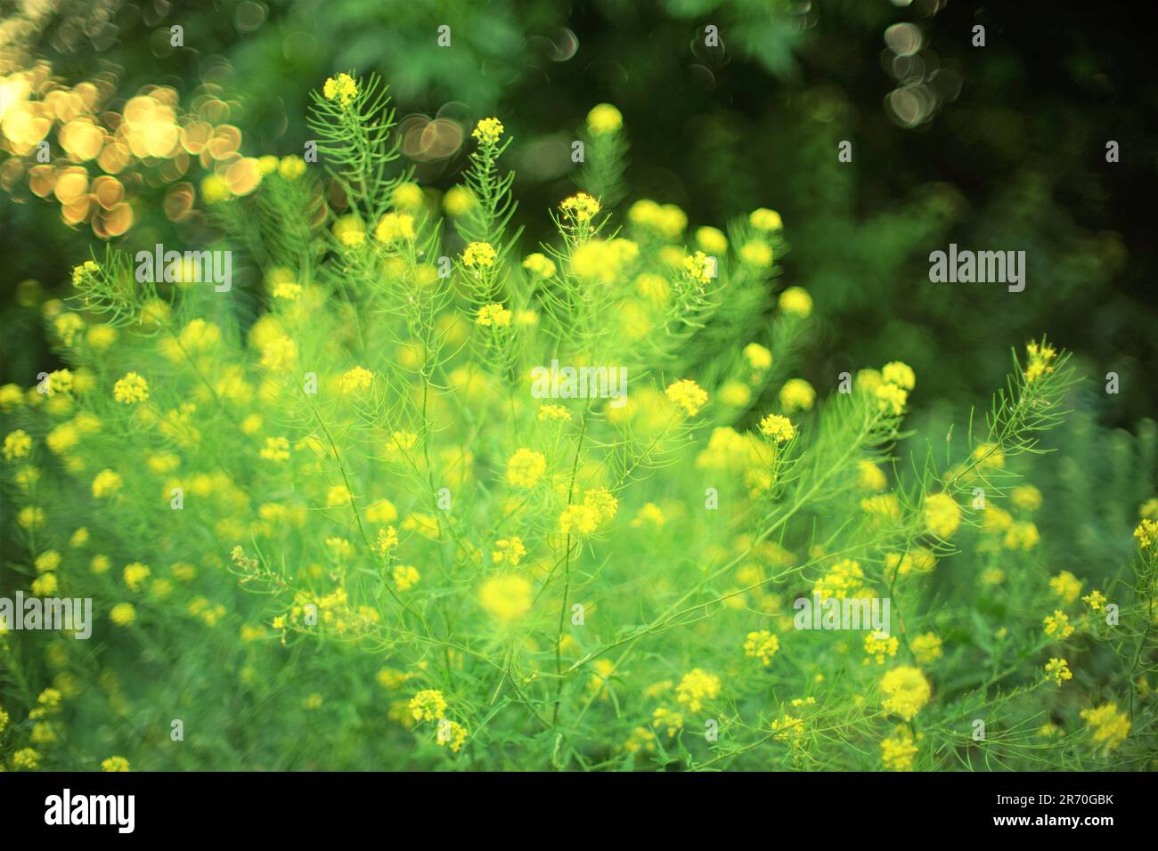 Lush bush perennial herbaceous plant colza with yellow flowers grow in ...