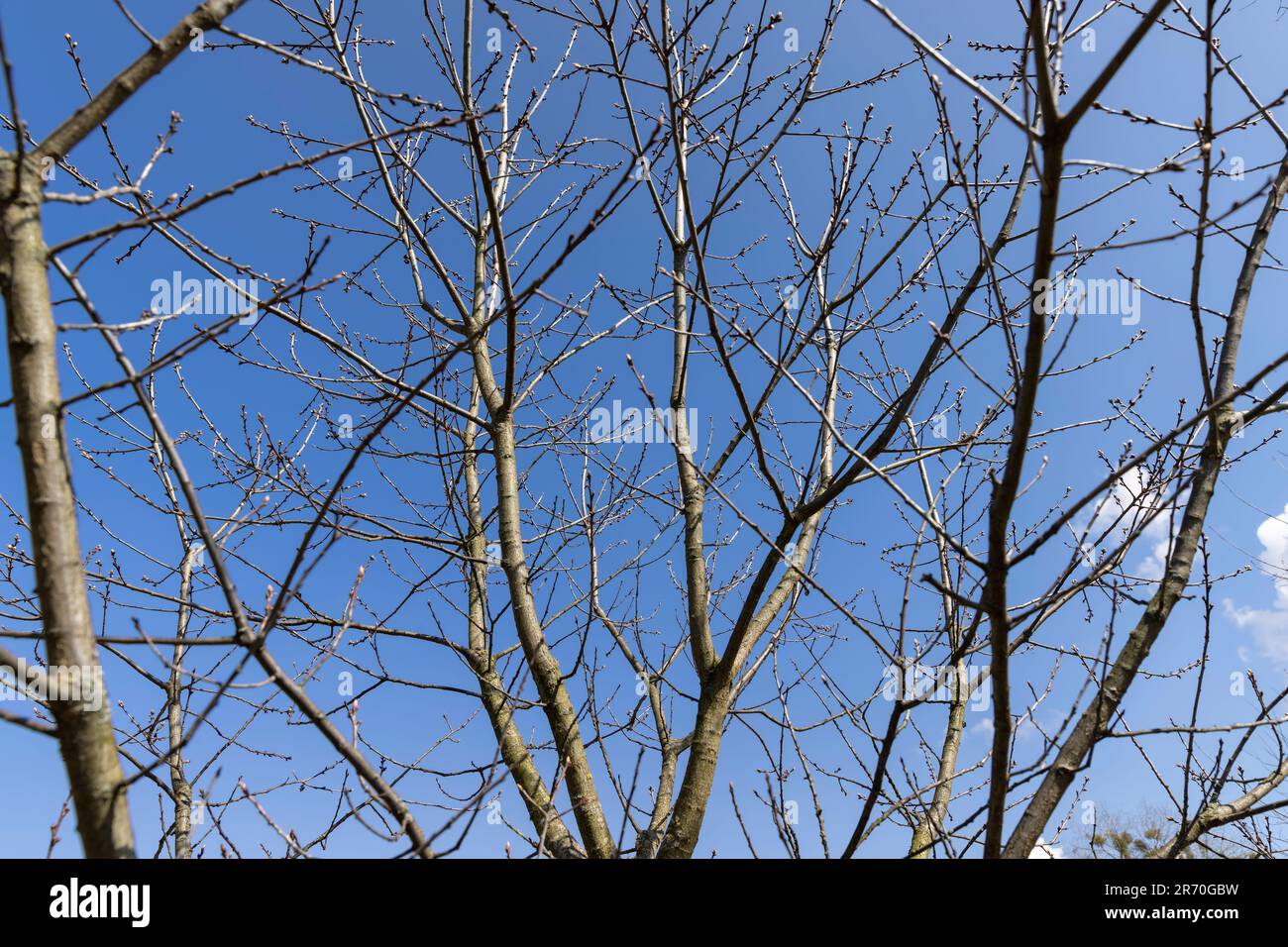 red oak tree in sunny weather in early spring, red oak tree without ...