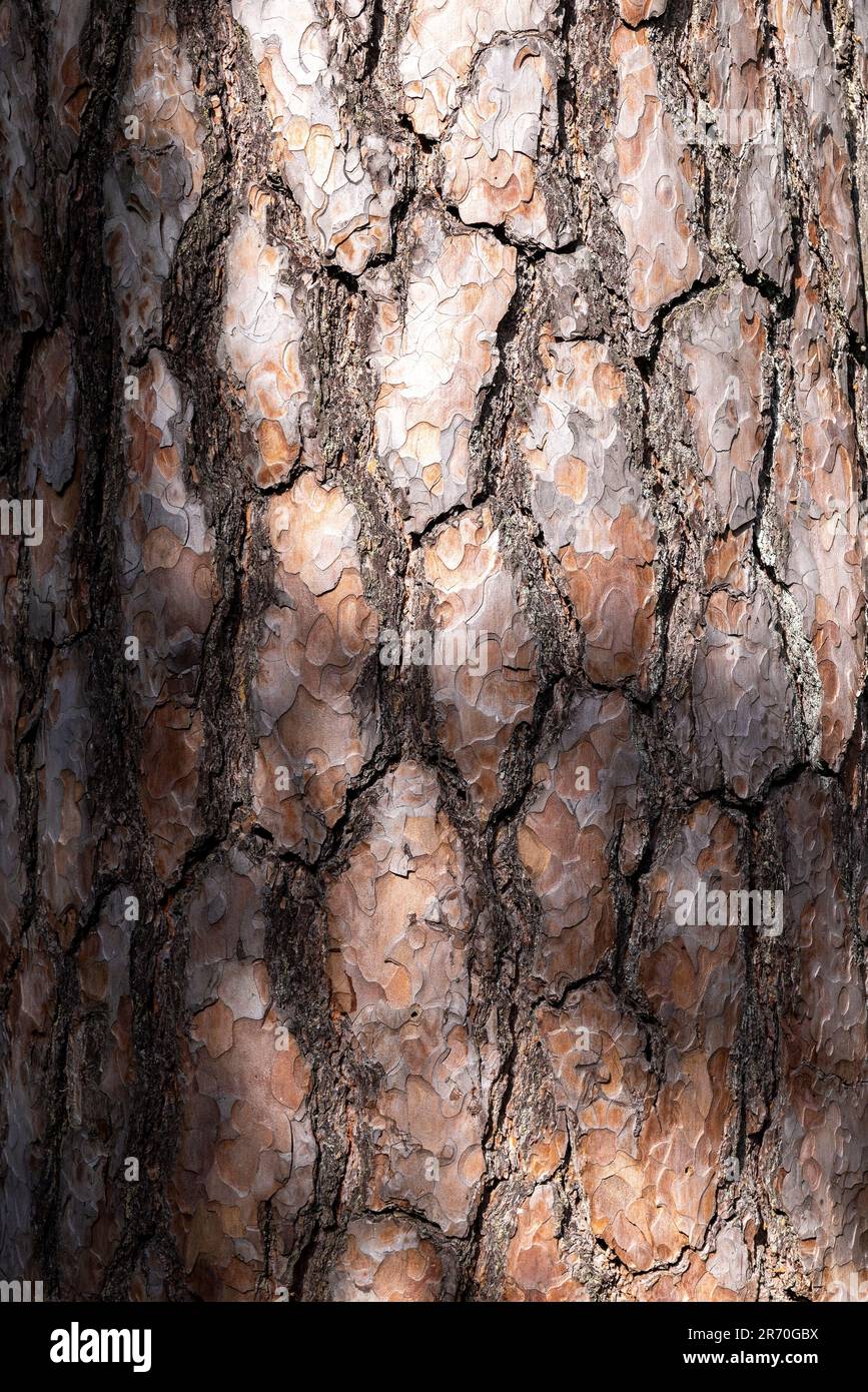 Multilayer bark hi-res stock photography and images - Alamy