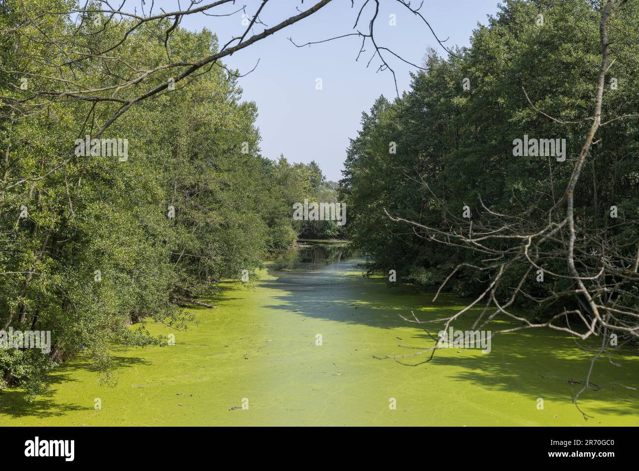 Swampy terrain with plants in summer, features of swamps with different ...