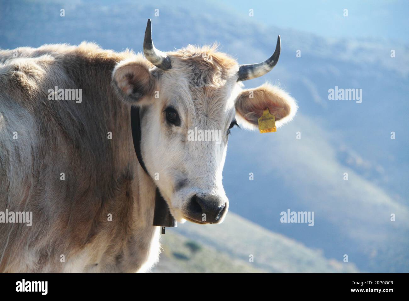 Domestic cow in Italy Stock Photo - Alamy