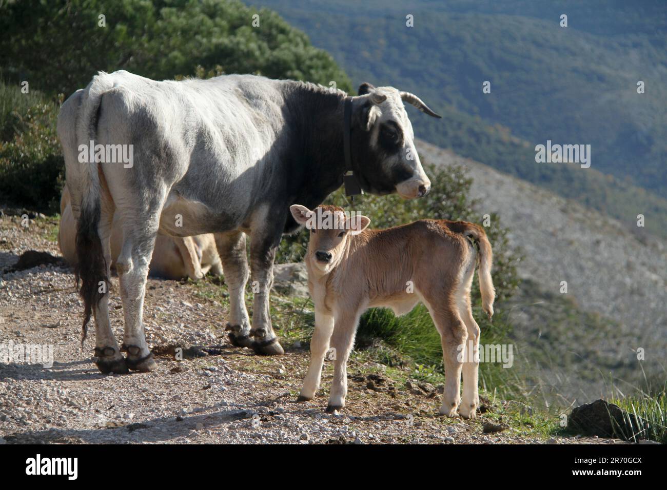 Domestic cows on a mountain hiking trail in Aurunci Mountains, Italy ...