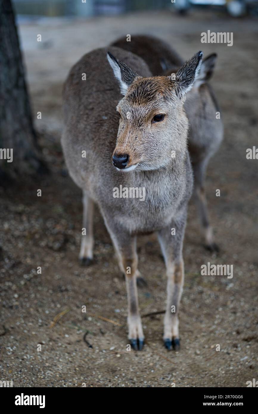 The two deer standing next to each other Stock Photo - Alamy