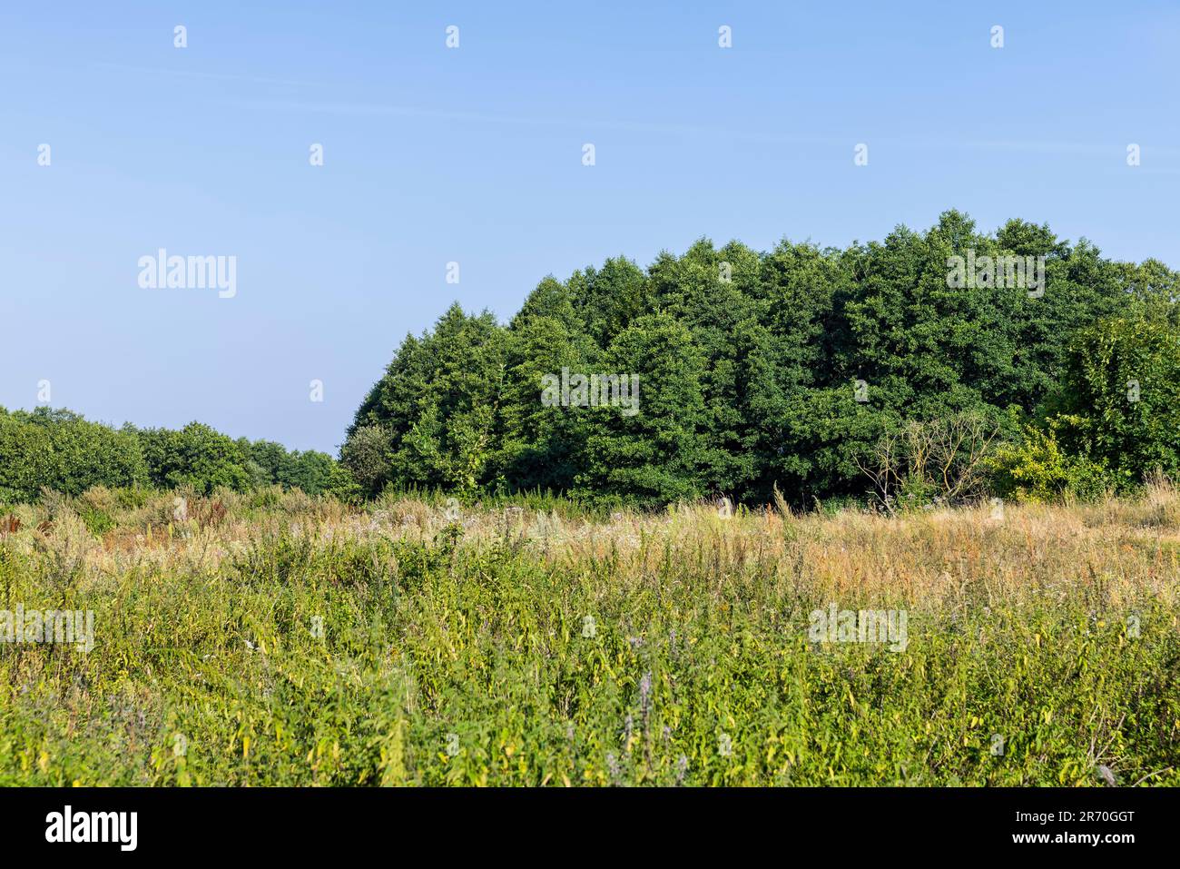 Forest with different trees in summer, beautiful trees illuminated by ...