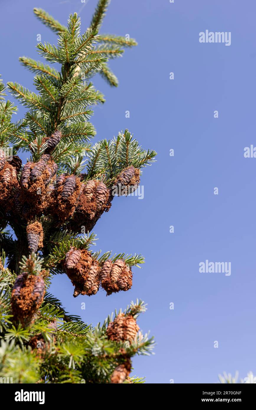 Forest with different trees in summer, beautiful trees illuminated by ...