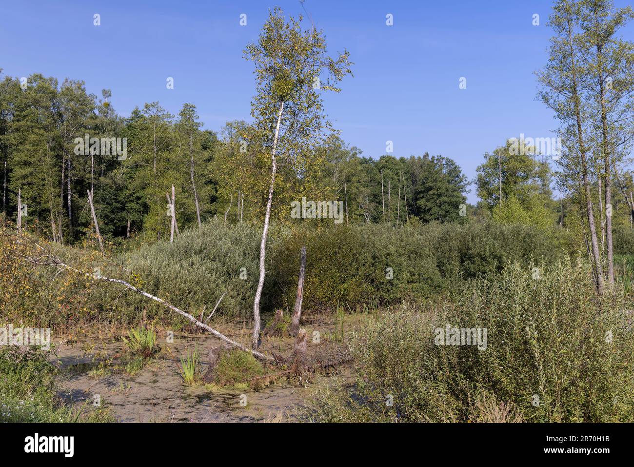 Swampy terrain with plants in summer, features of swamps with different ...