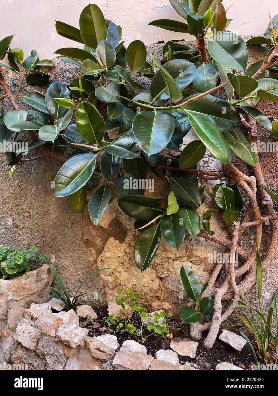 A rubber fig (Ficus elastica) plant in Italy Stock Photo - Alamy