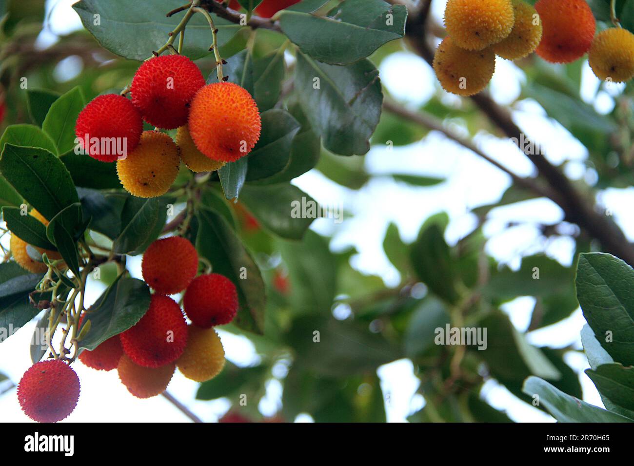 A Strawberry tree (Arbutus unedo L.) with fruits in Italy Stock Photo ...