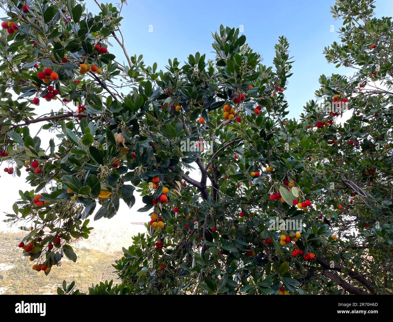 A Strawberry tree (Arbutus unedo L.) with fruits in Italy Stock Photo ...