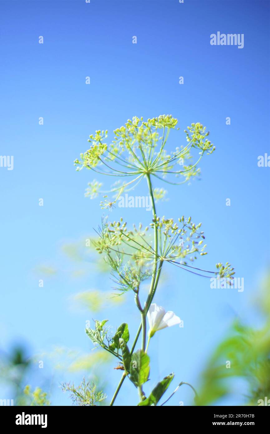 Flowering dill grows in the garden. Selective soft focus. Blue sky ...