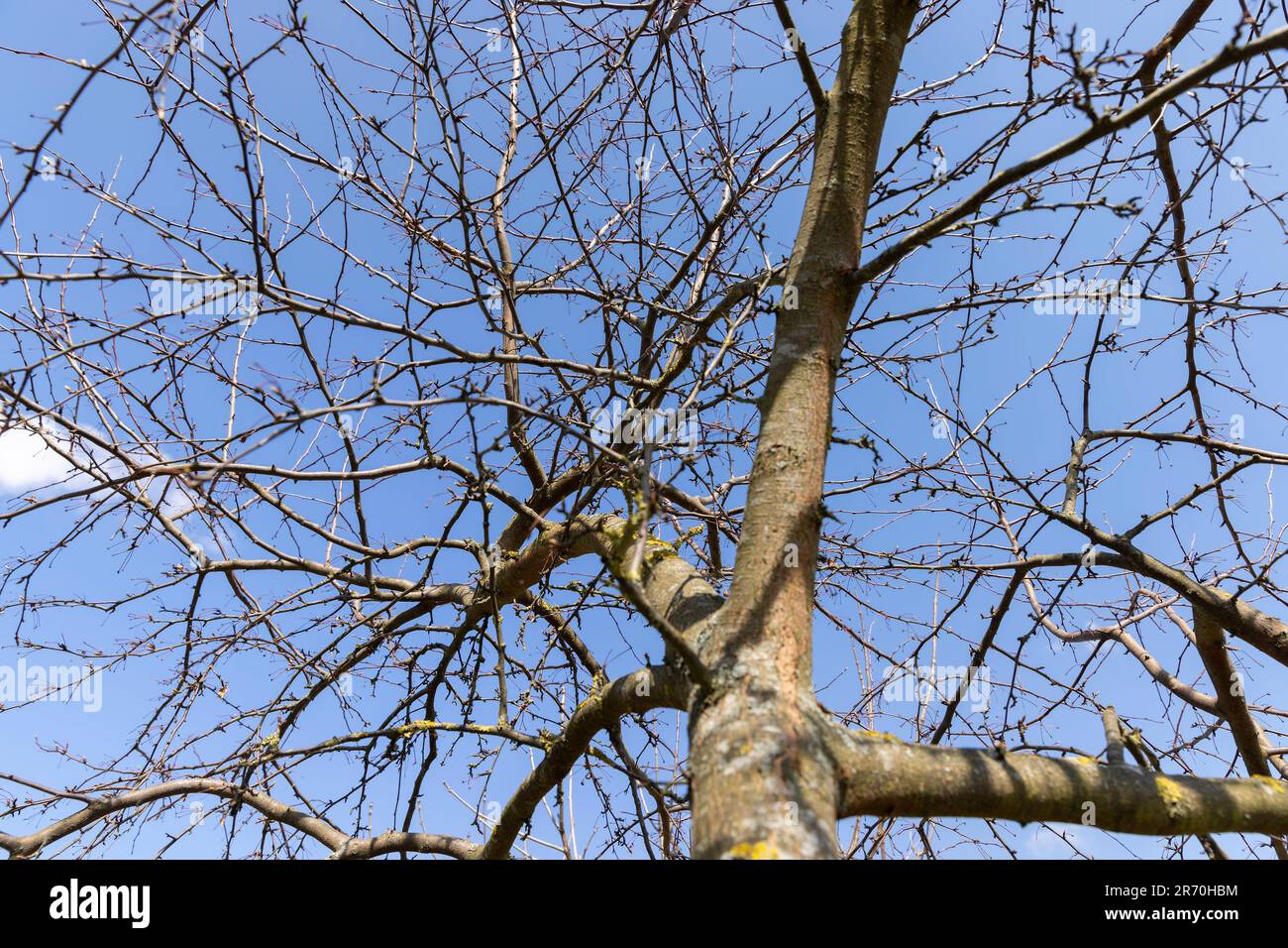 Apple tree without leaves hi-res stock photography and images - Alamy