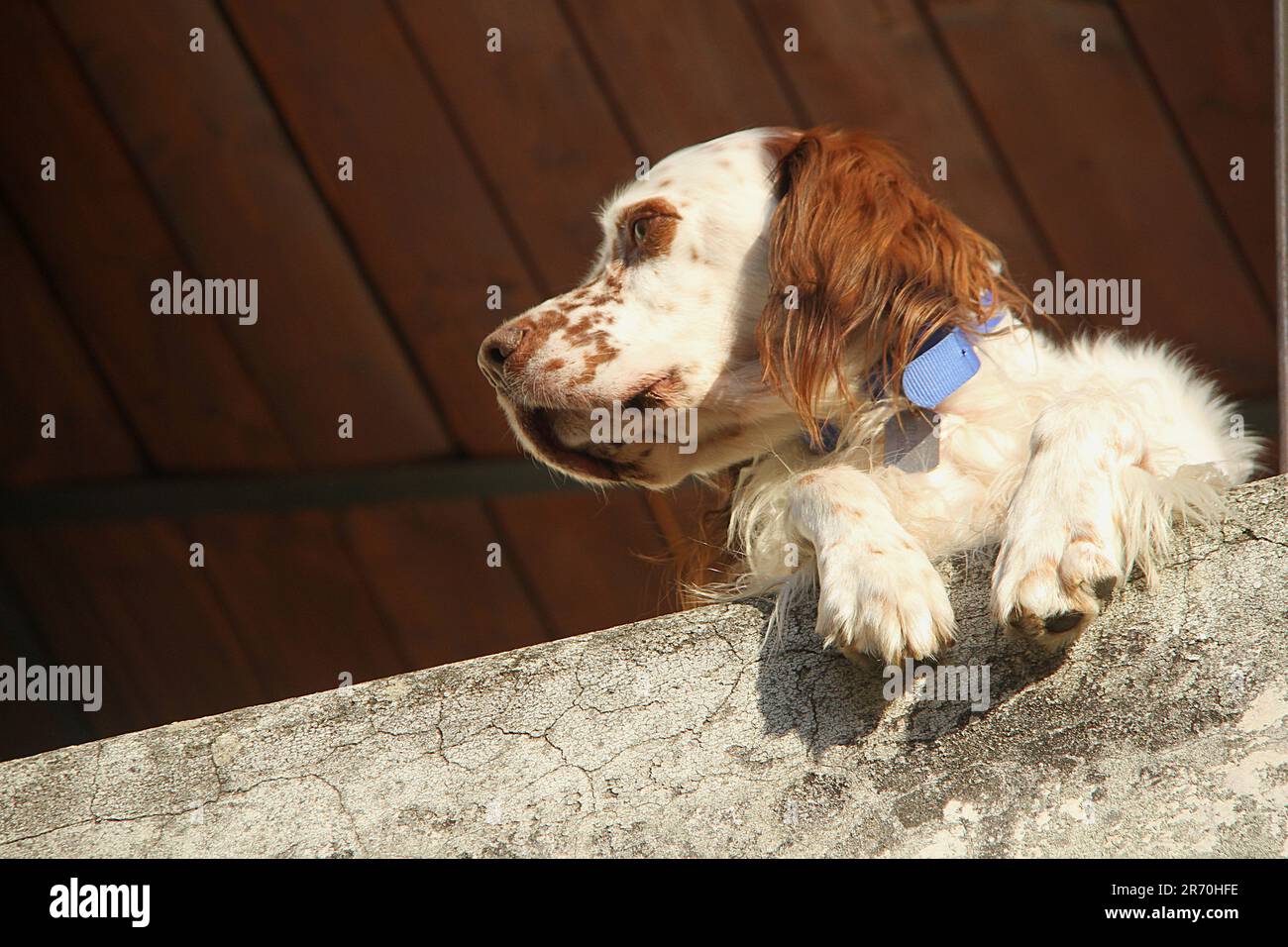 An orange roan Cocker Spaniel Stock Photo - Alamy