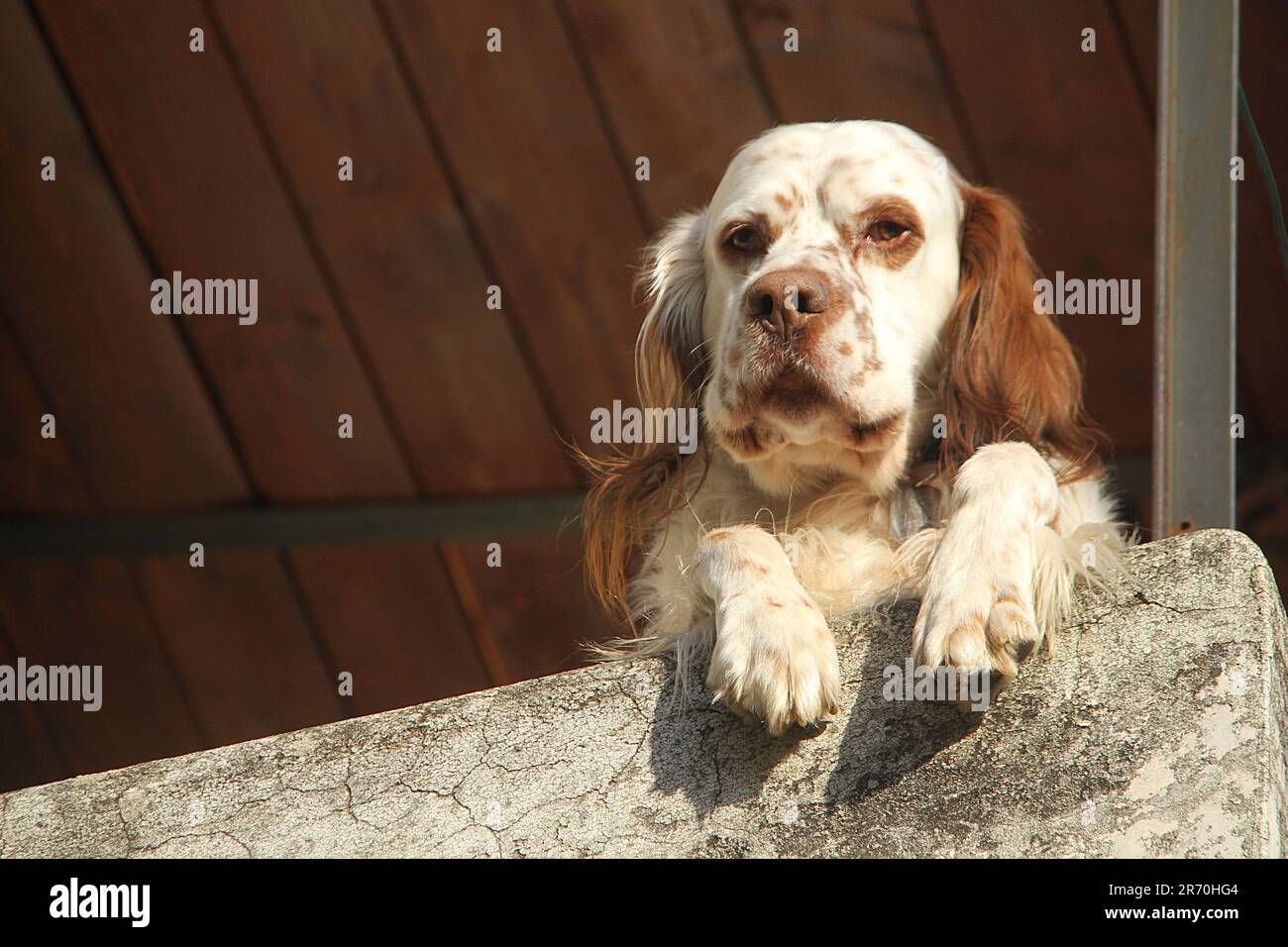 An orange roan Cocker Spaniel Stock Photo - Alamy
